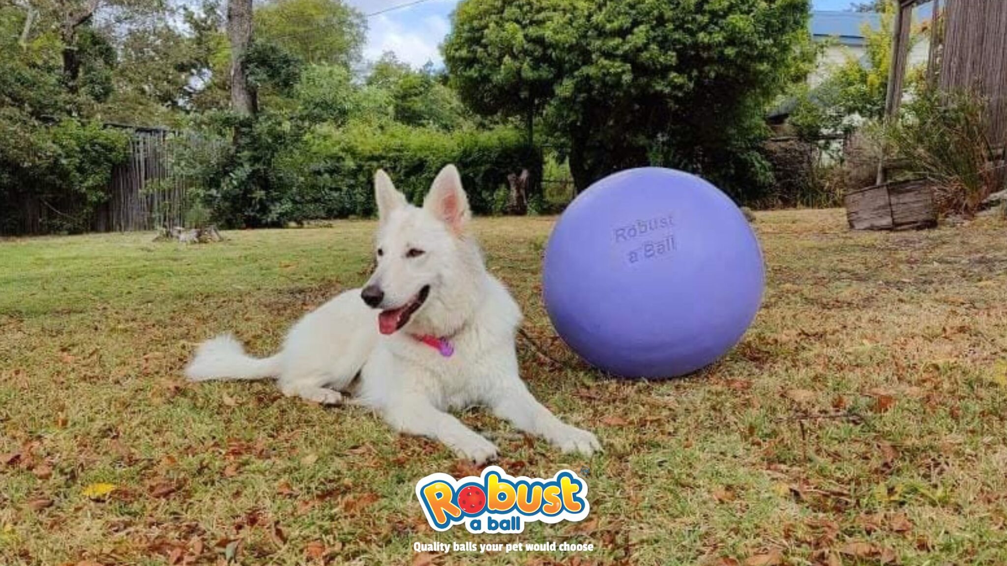 5 Reasons why Robust A Ball will be your dog's new BFF - Robust a Ball