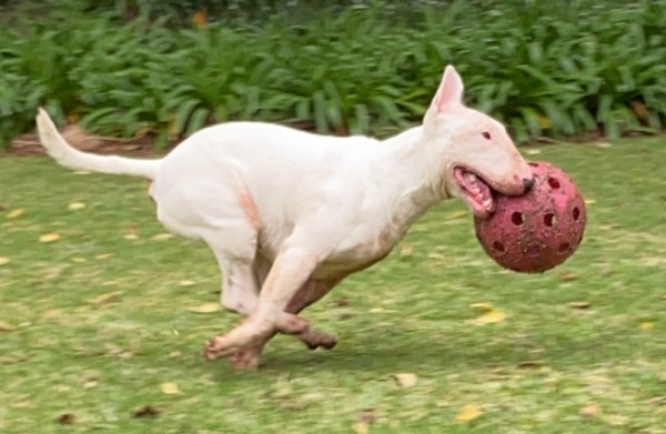 Robust a Ball Home - Robust a Ball