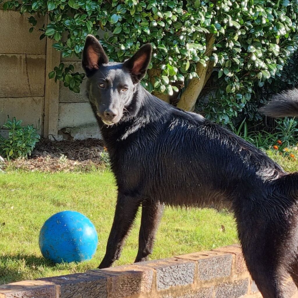Chase Robust A Ball Super Durable Dog Ball | Robust A Ball