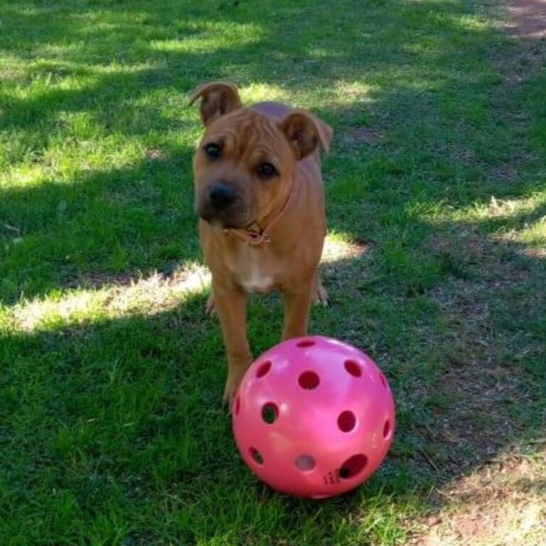 Multi Robust a Ball For Mental Stimulation | Robust A Ball