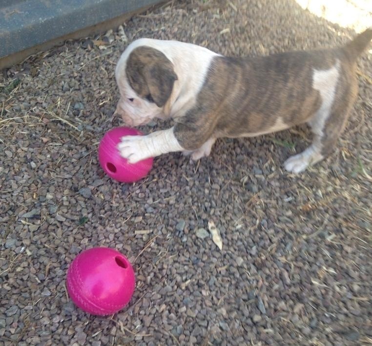 Puppy Robust a Ball For Small or Big Dogs | Robust A Ball