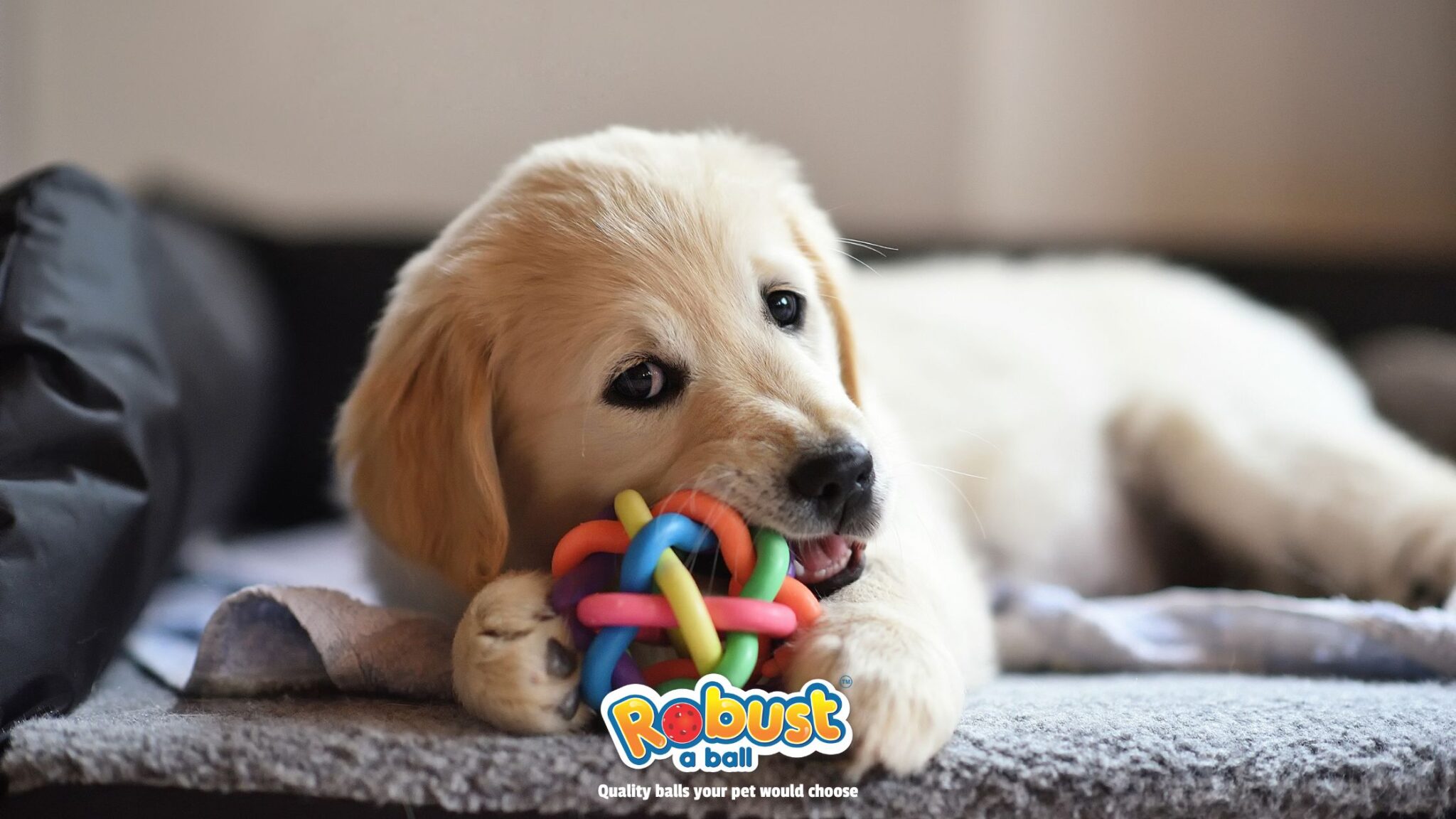 Robust A Ball vs. Other Dog Toys: Which is the Best - Robust a Ball