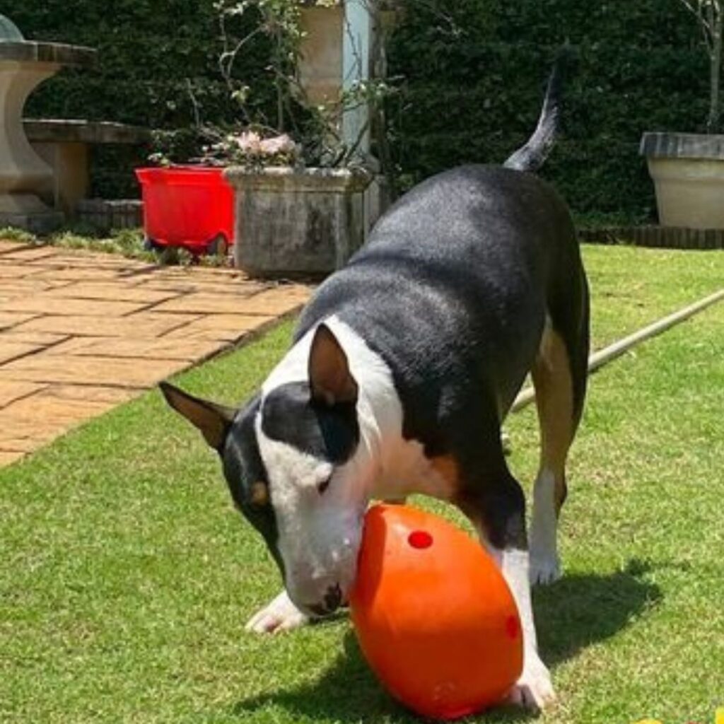 Home - Robust a Ball