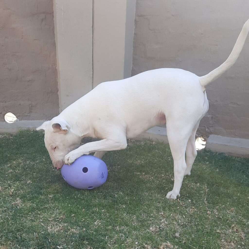 Shop - Robust a Ball