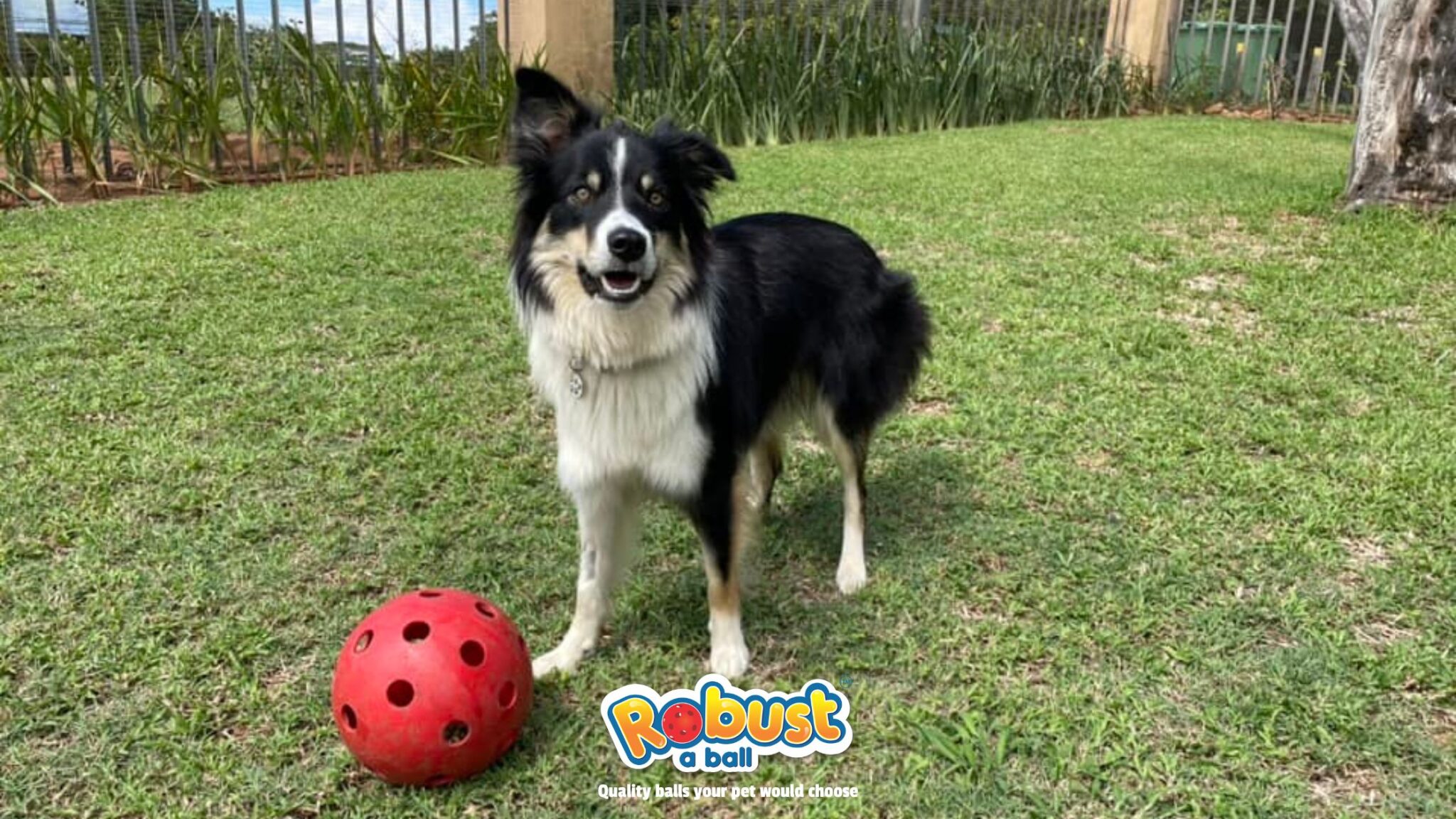 Safety First: 5 Tips for Using Robust A Ball with Your Dog - Robust a Ball