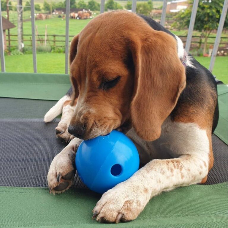 Small Robust a Ball Is Our Jack Russel Ball | Robust A Ball