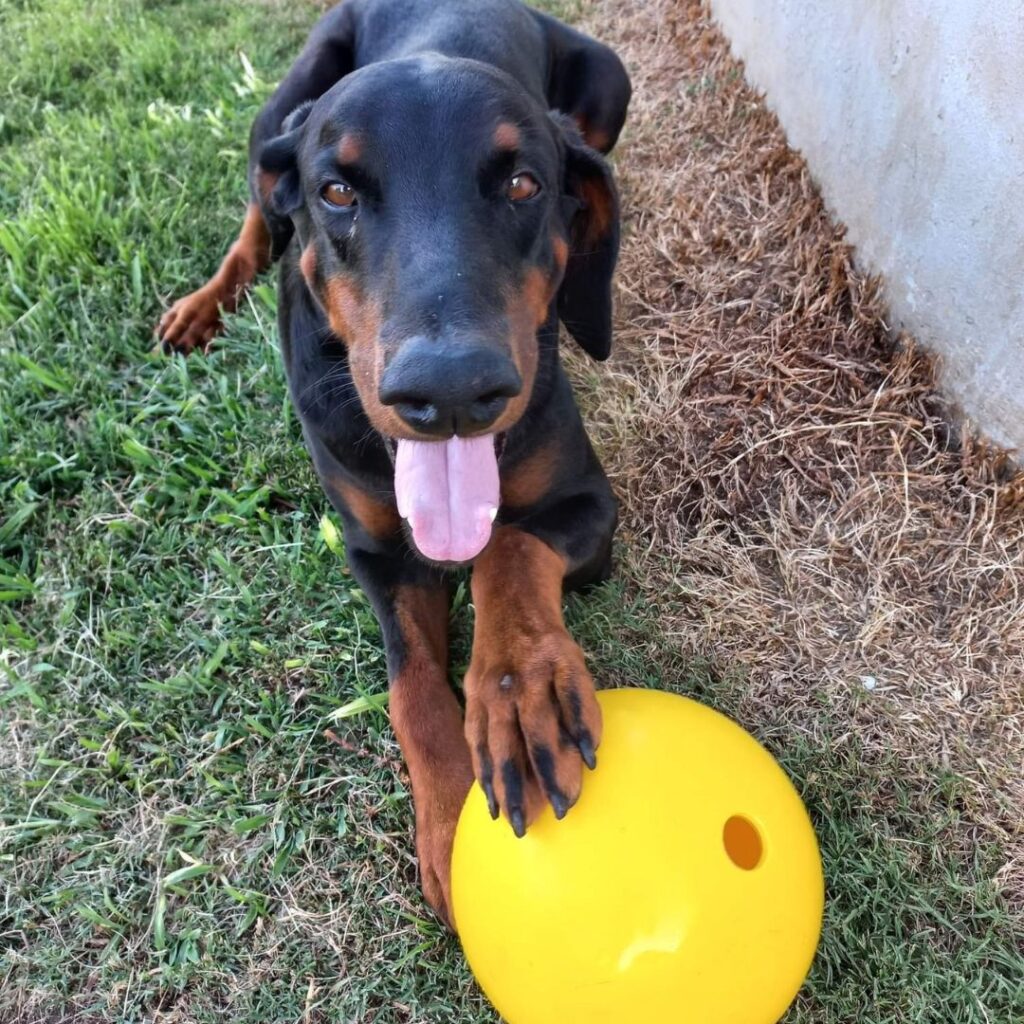 Uno Robust a Ball Made For Destroyer Dogs | Robust a Ball