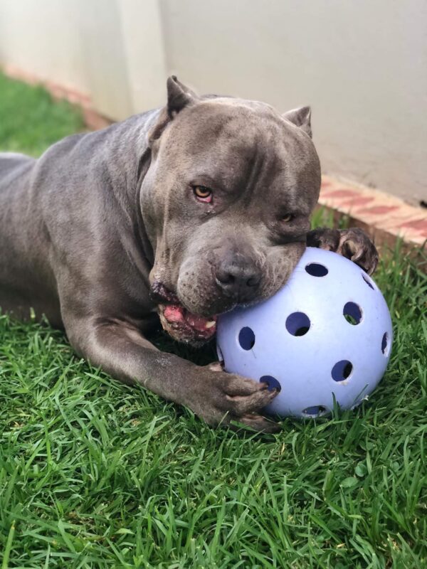 Large Robust a Ball Made For Destroyer Dogs | Robust A Ball